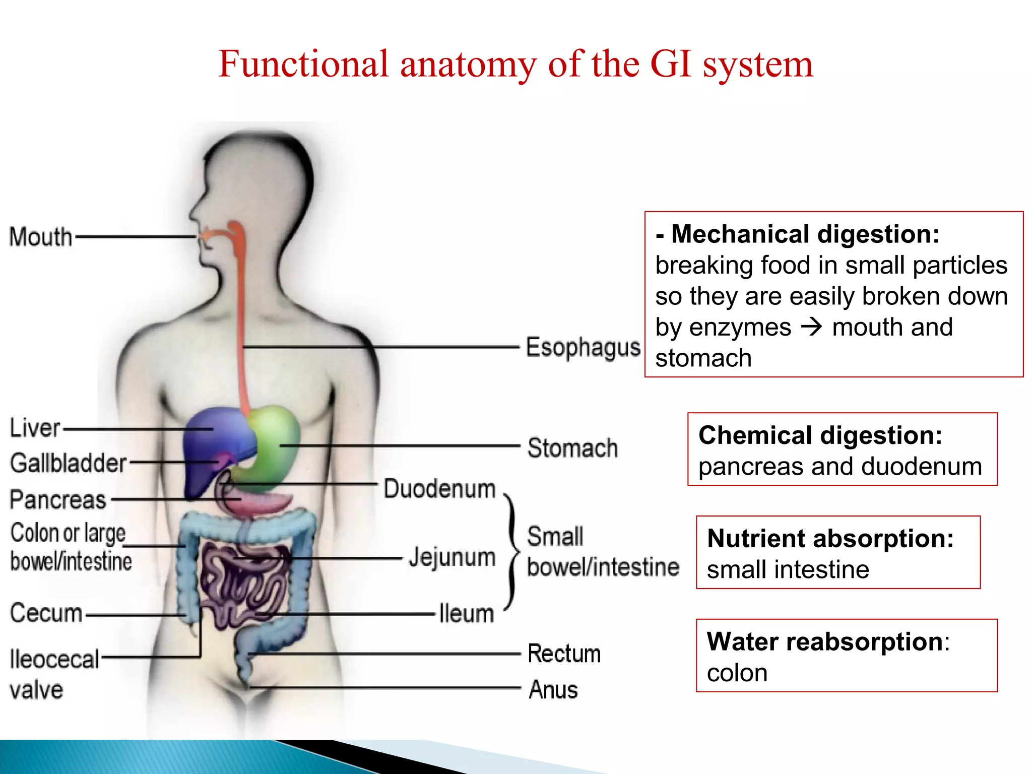 Pathology of the digestive system | PPT