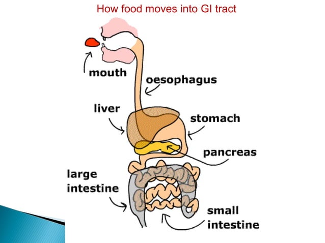 Pathology of the digestive system | PPT