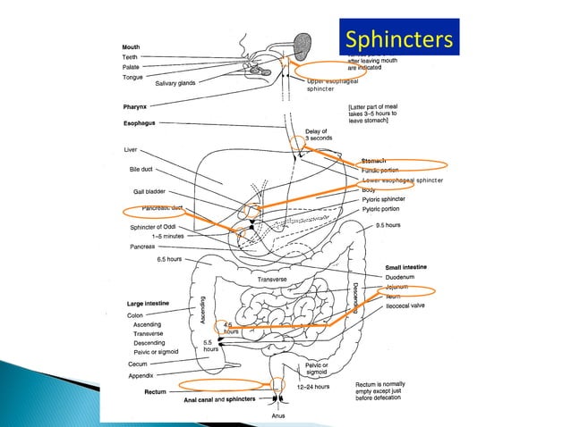 Pathology of the digestive system | PPT