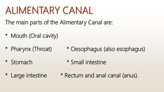 Anatomy of the Digestive system | PPTX
