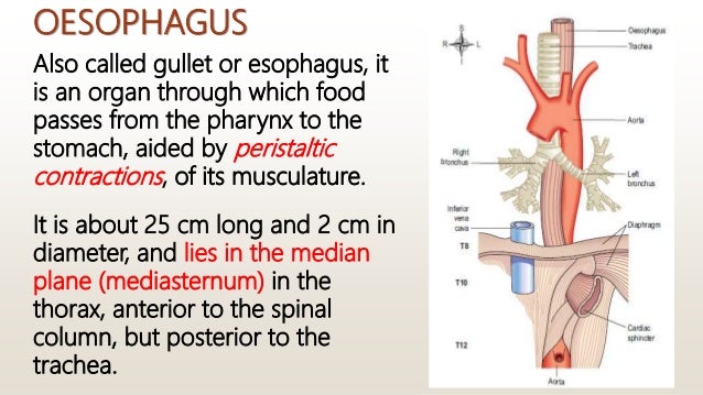Anatomy of the Digestive system