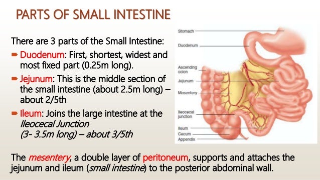 Anatomy of the Digestive system