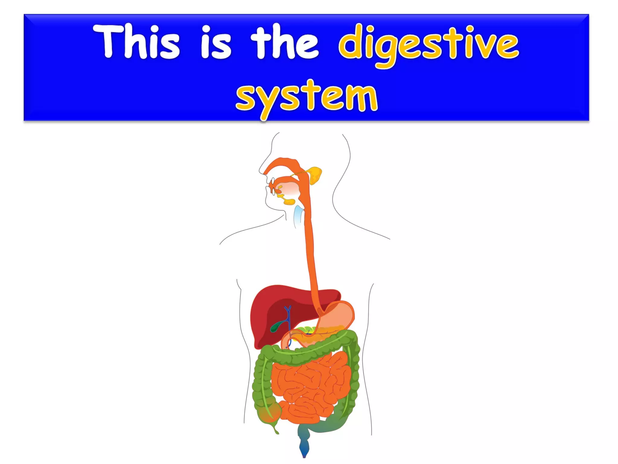 Digestive system | PPT