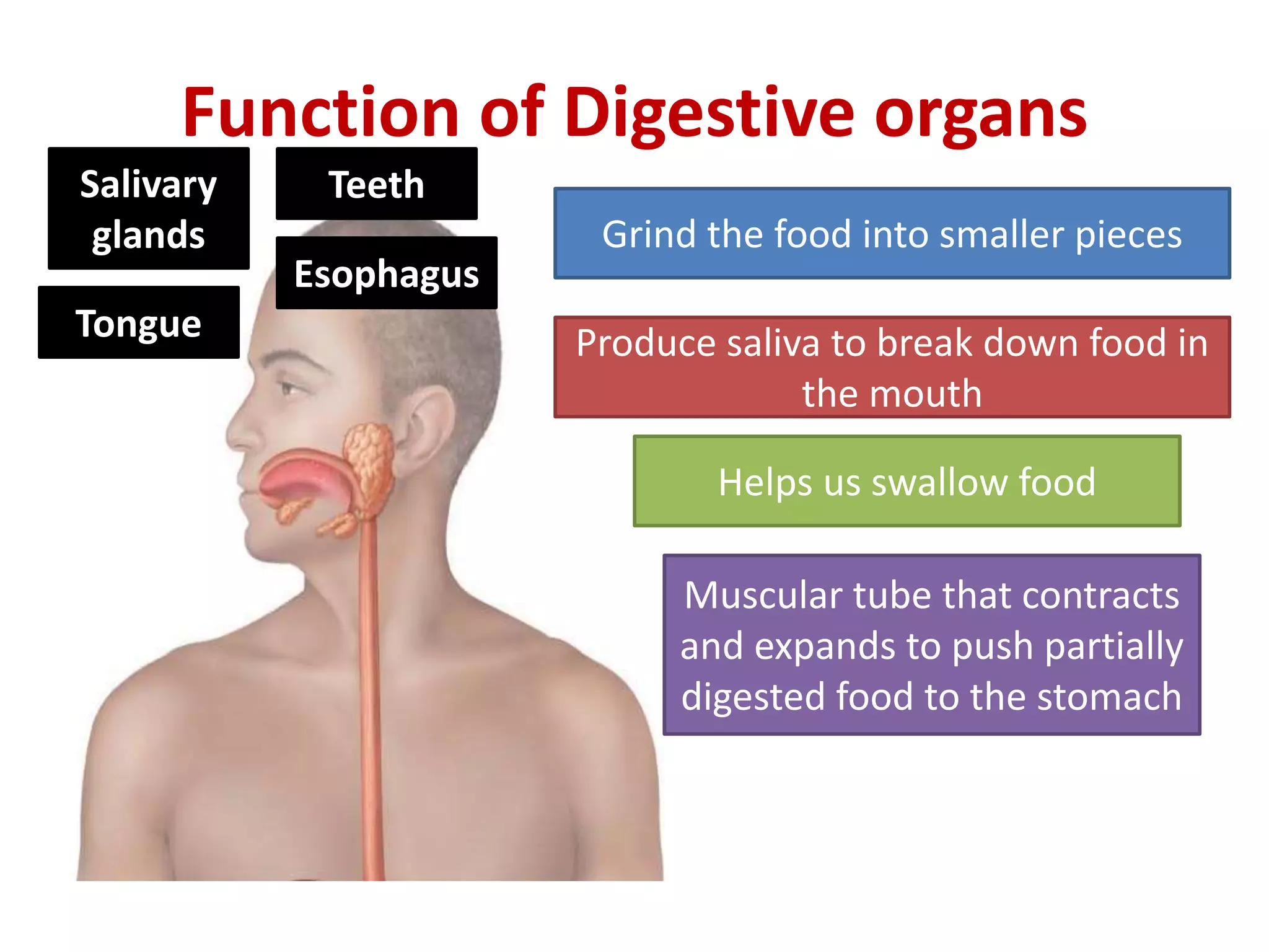 Digestive system | PPTX
