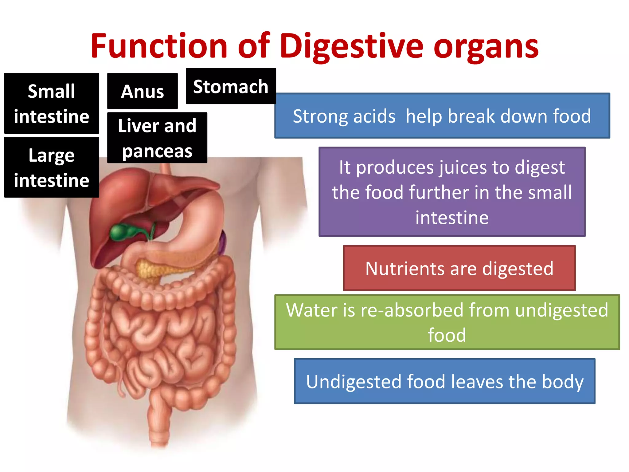 Digestive system | PPTX