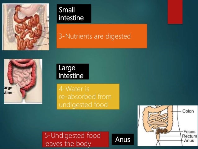 Digestive system