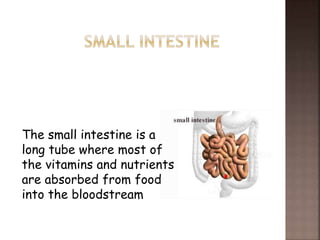 Digestive System | PPTX