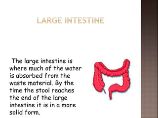 Digestive System | PPT