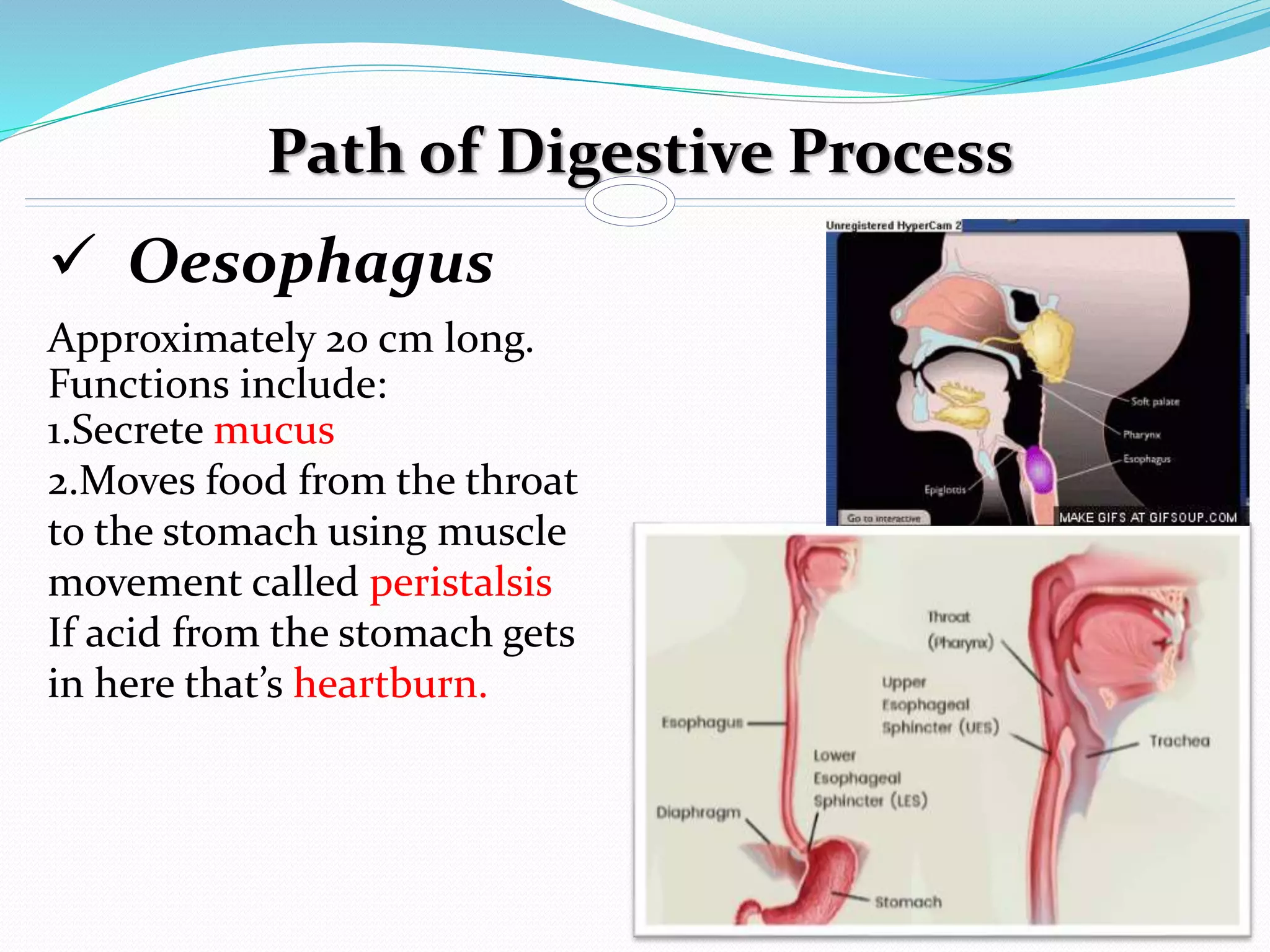 Digestive system | PPTX | Digestive Disorders | Diseases and Conditions