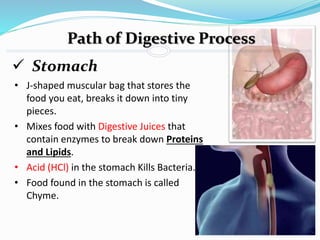 Digestive system | PPTX | Digestive Disorders | Diseases and Conditions