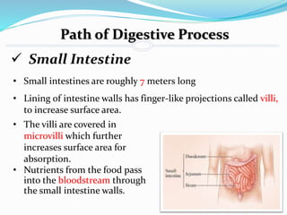 Digestive system | PPTX | Digestive Disorders | Diseases and Conditions
