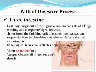 Digestive system | PPTX | Digestive Disorders | Diseases and Conditions