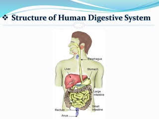 Digestive system | PPTX