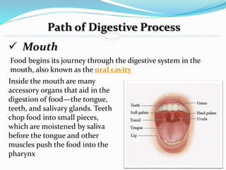 Digestive system | PPTX | Digestive Disorders | Diseases and Conditions