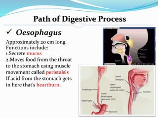 Digestive system | PPTX | Digestive Disorders | Diseases and Conditions