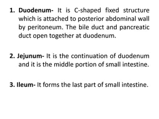 digestivesystem-180608154715.pdf