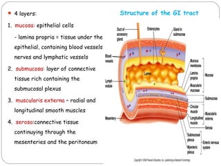 The Digestive system | PPT
