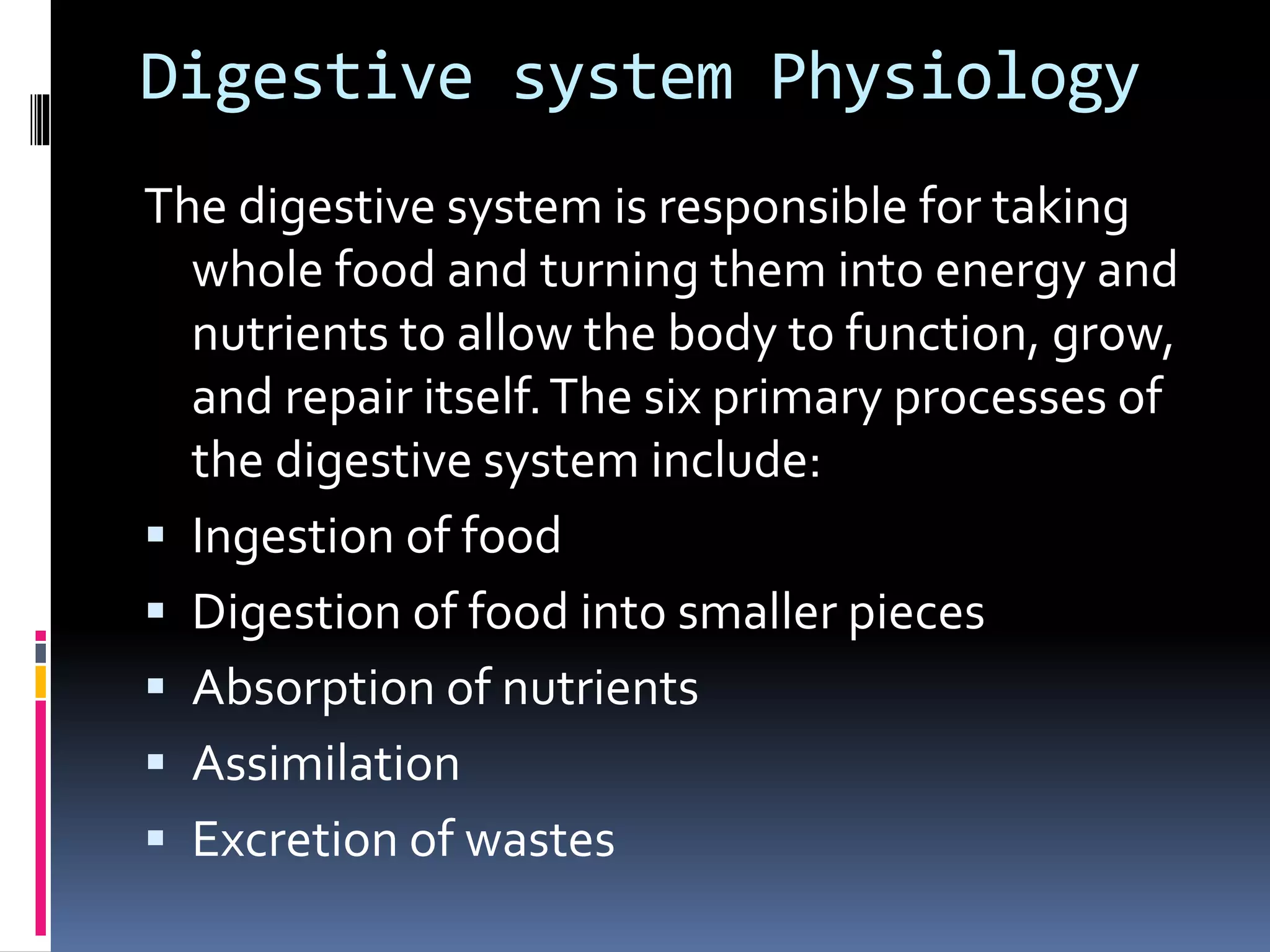 Digestive system in detail | PPTX