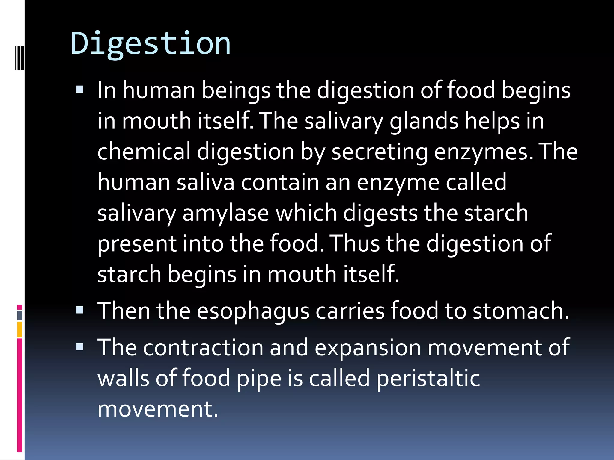 Digestive system in detail | PPTX