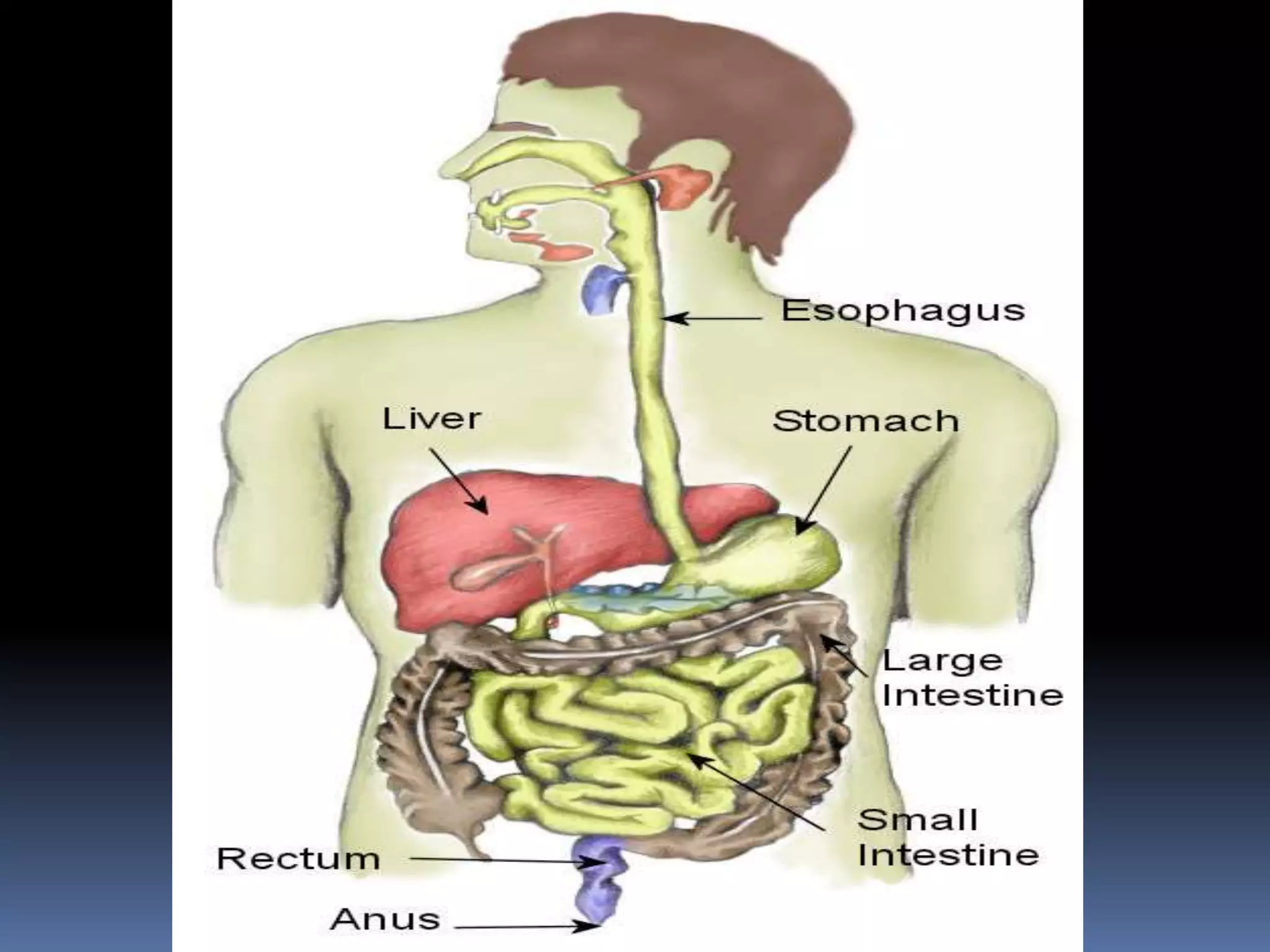 Digestive system in detail | PPTX