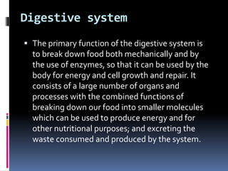 Digestive system in detail | PPTX