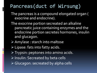 Digestive system in detail | PPTX