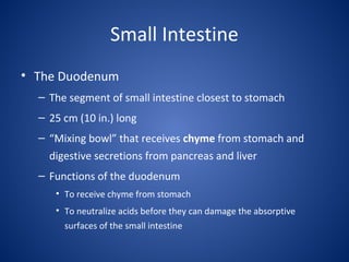 Digestive system Anatomy and physiology | PPT