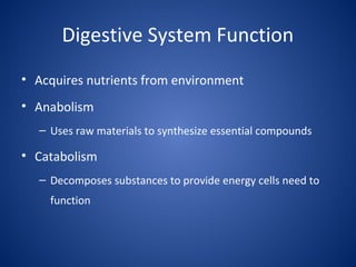 Digestive system Anatomy and physiology | PPT