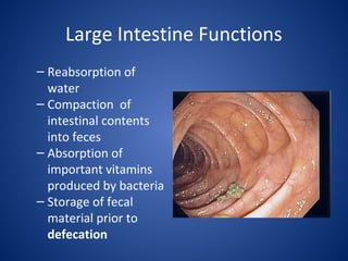 Digestive system Anatomy and physiology | PPT