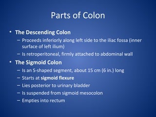 Digestive system Anatomy and physiology | PPT