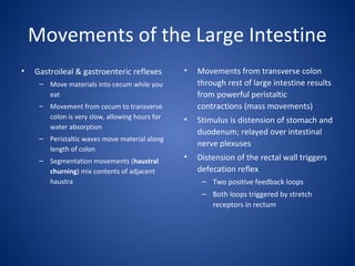 Digestive system Anatomy and physiology | PPT