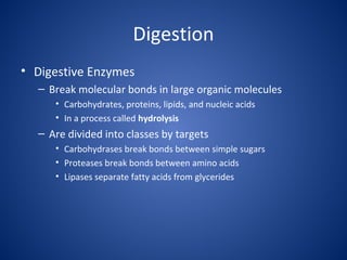 Digestive system Anatomy and physiology | PPT