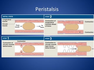 Digestive system Anatomy and physiology | PPT