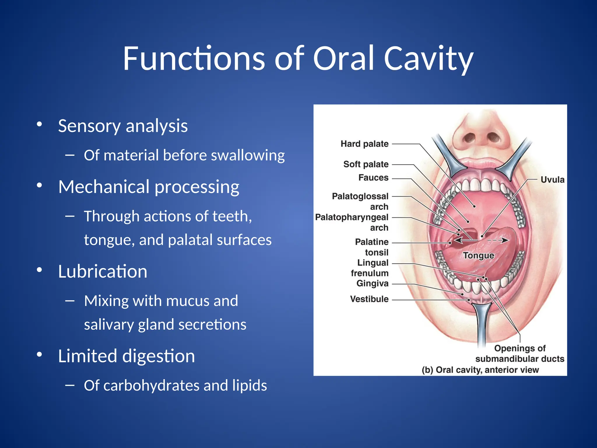 digestive system - anatomy and function ppt | PPT