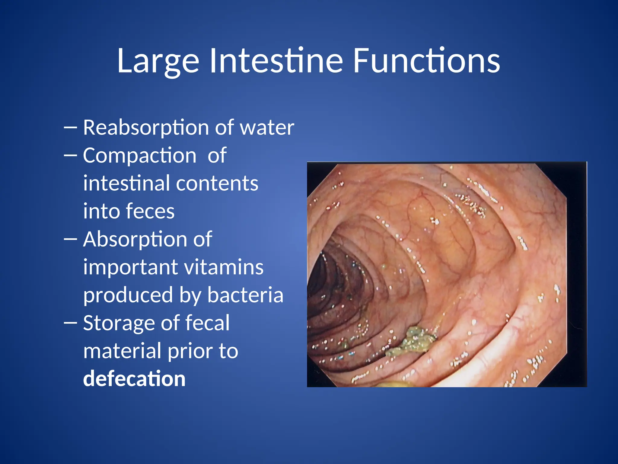 digestive system - anatomy and function ppt | PPT