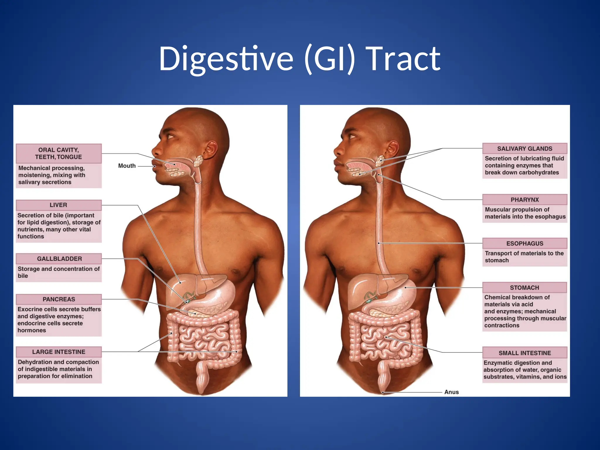 digestive system - anatomy and function ppt | PPT