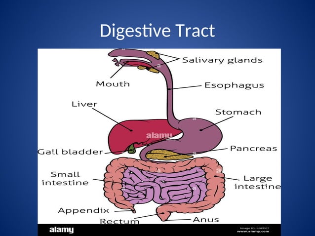digestive system - anatomy and function ppt | PPT