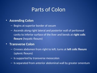 digestive system - anatomy and function ppt | PPT