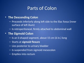 digestive system - anatomy and function ppt | PPT