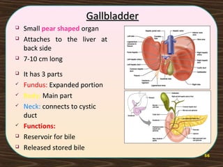 Digestive system | PPT