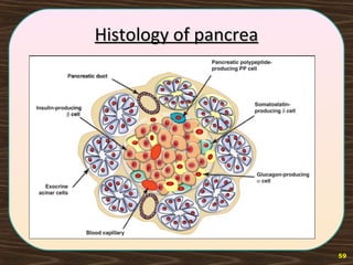 Digestive system | PPT