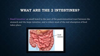 Digestive system | PPT