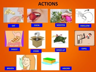 Digestive system | PPTX