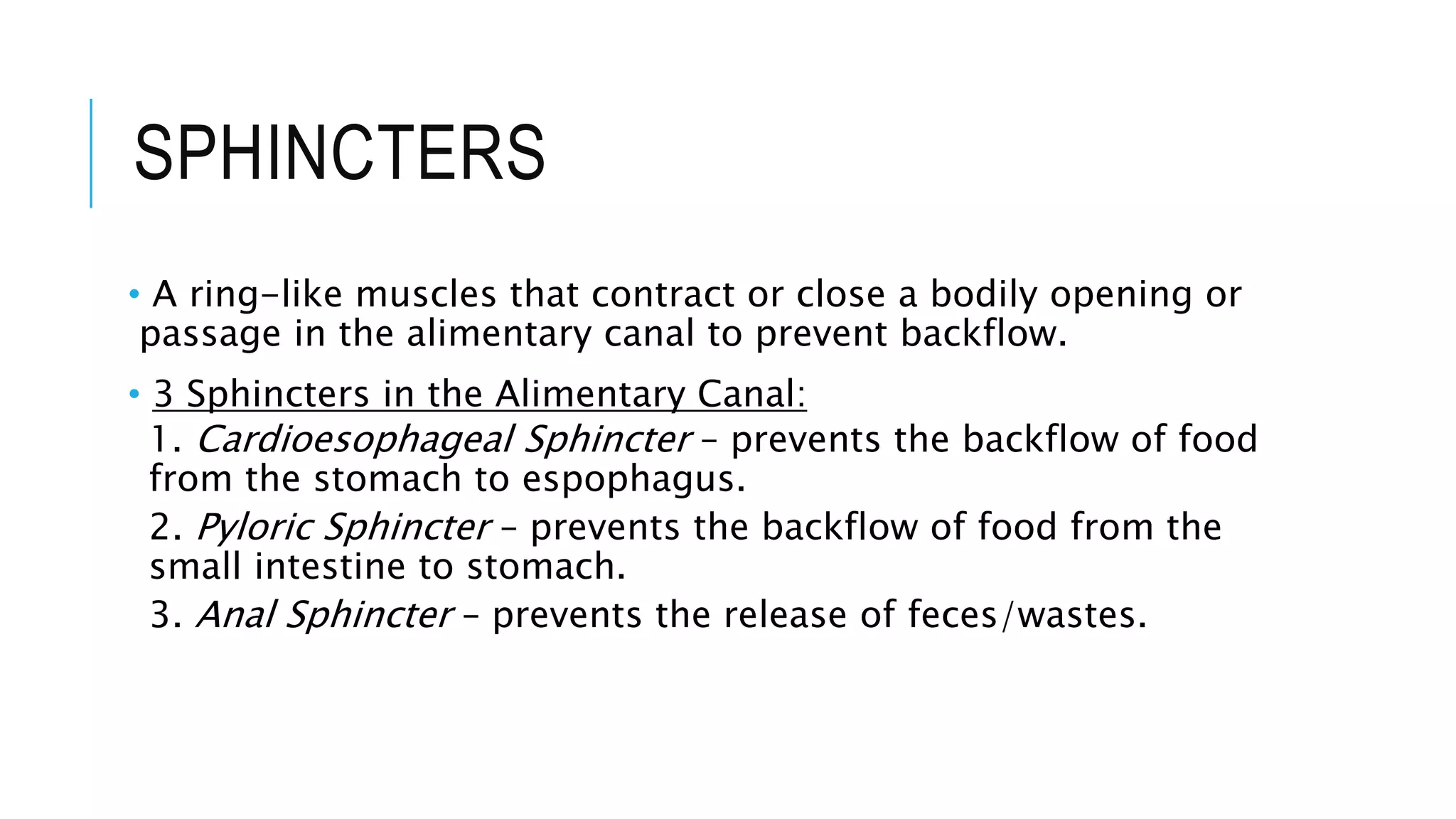 Digestive system | PPTX