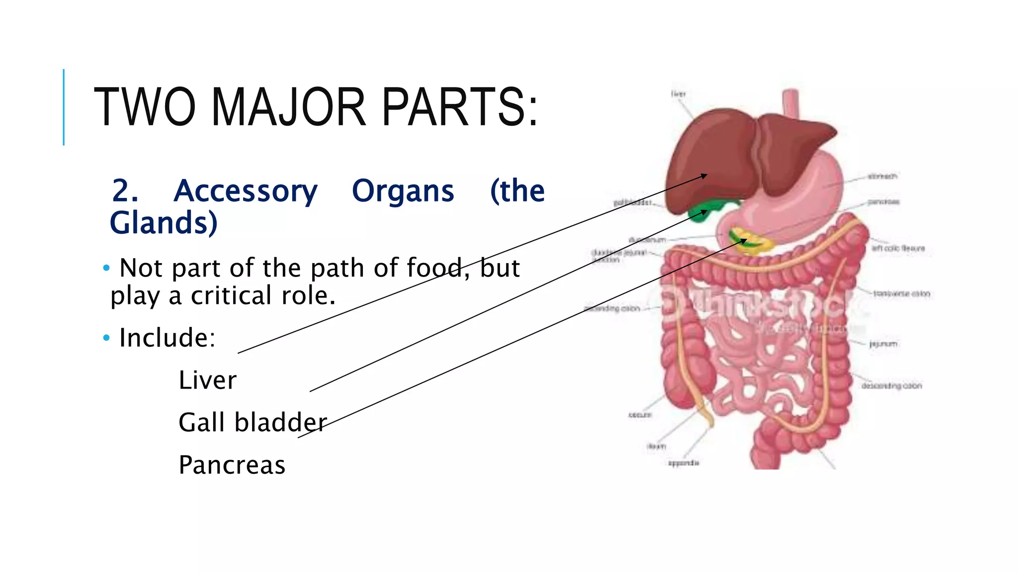 Digestive system | PPTX