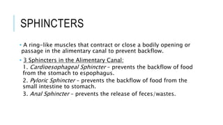 Digestive system | PPTX