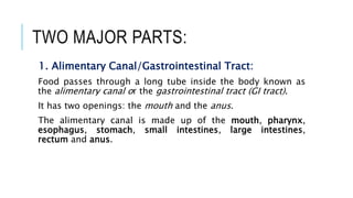 Digestive system | PPTX