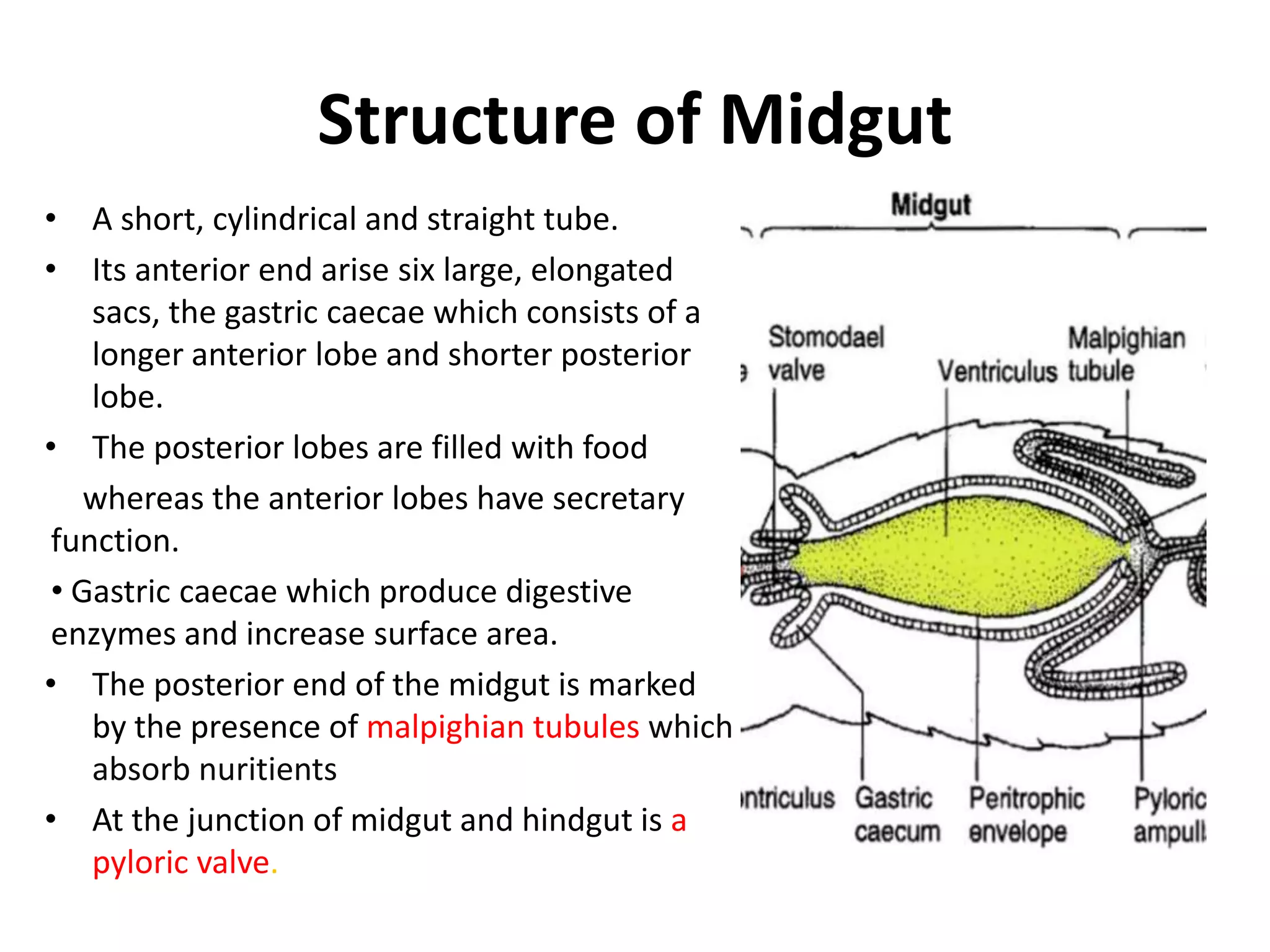 Digestive system of Insects | PPTX