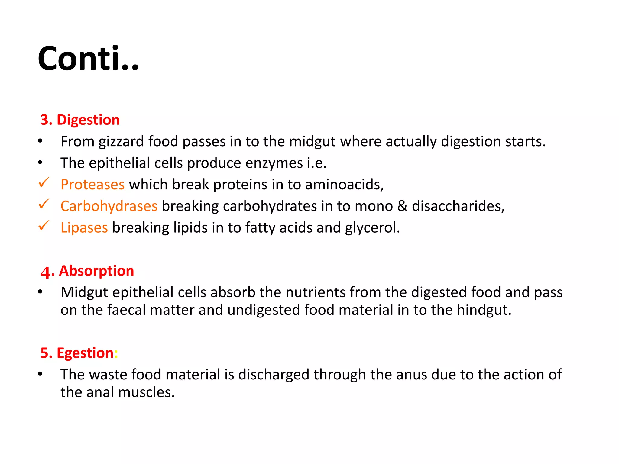 Digestive system of Insects | PPTX