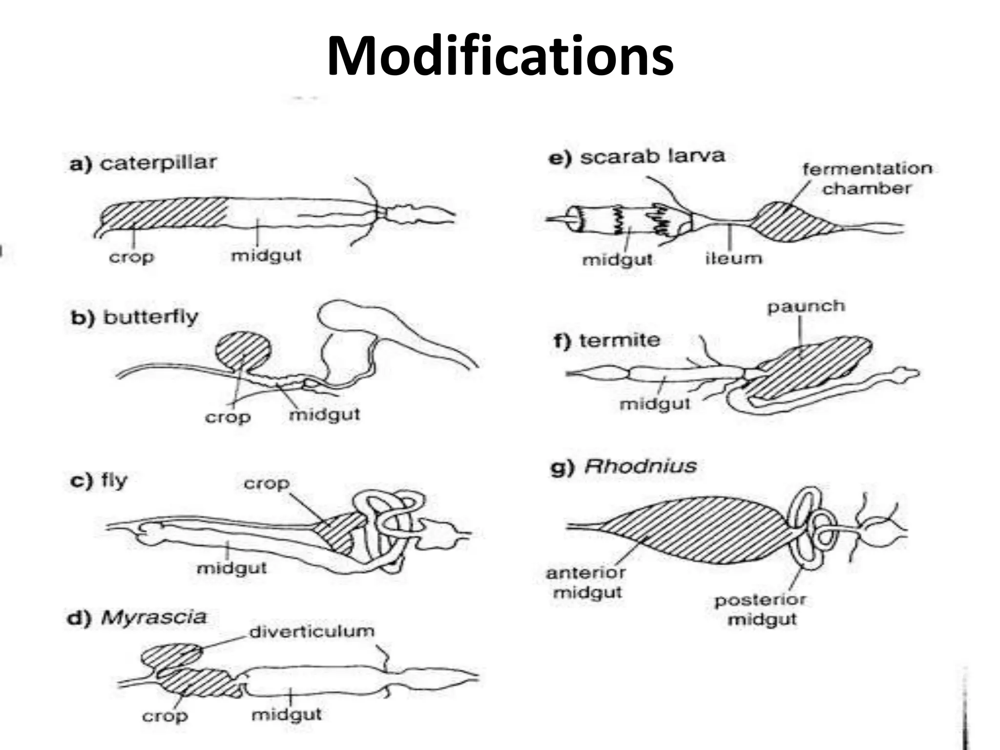 Digestive system of Insects | PPTX